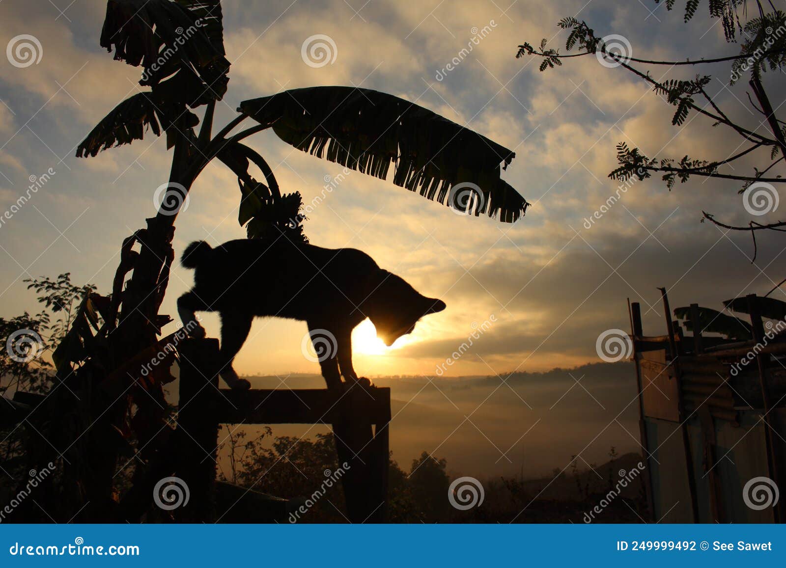 Shadow cats stock photo. Image of sunset, sunlight, monument - 249999492