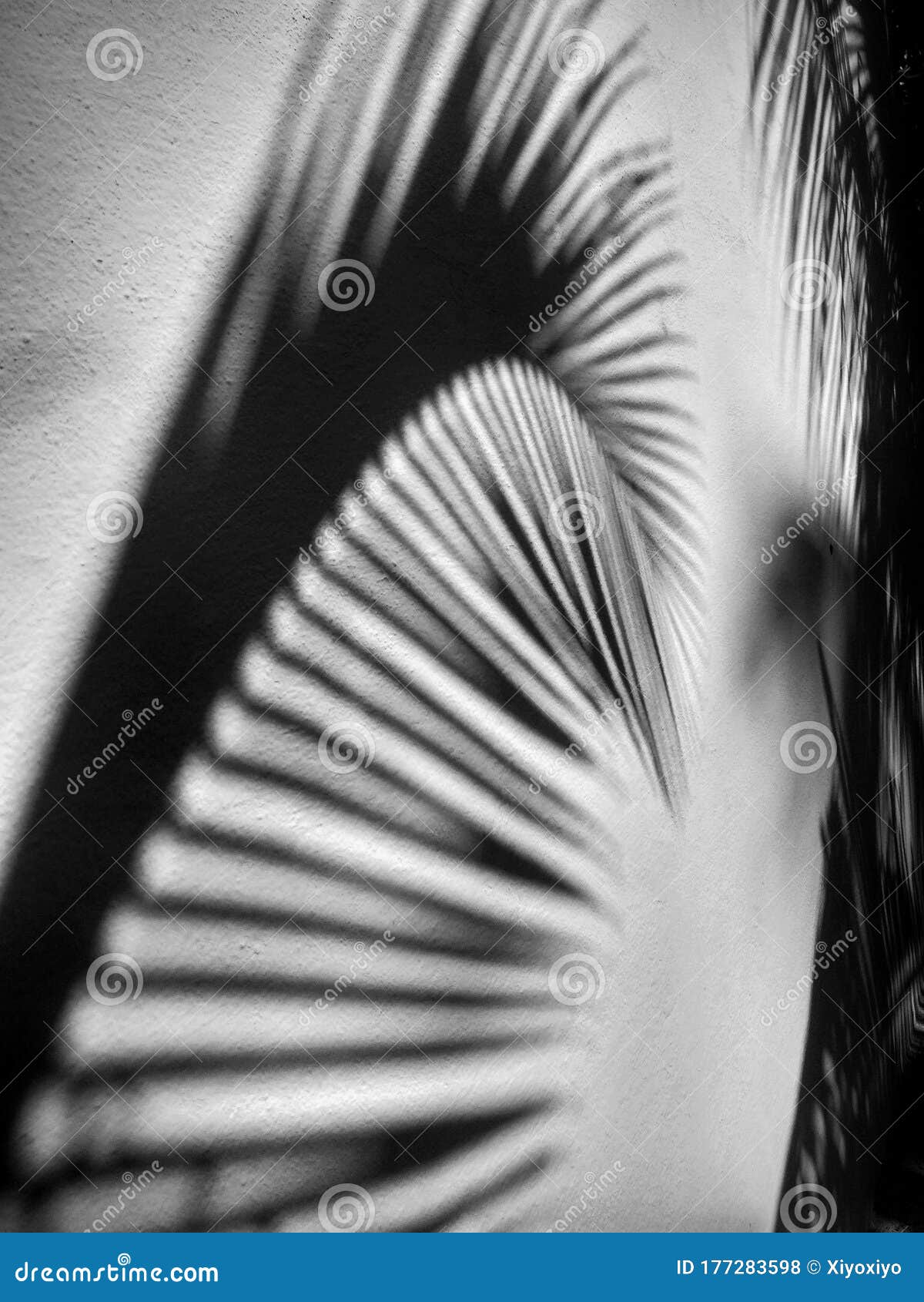 A Shadow of a Coconut Leaf. Stock Photo - Image of wall, shadow: 177283598