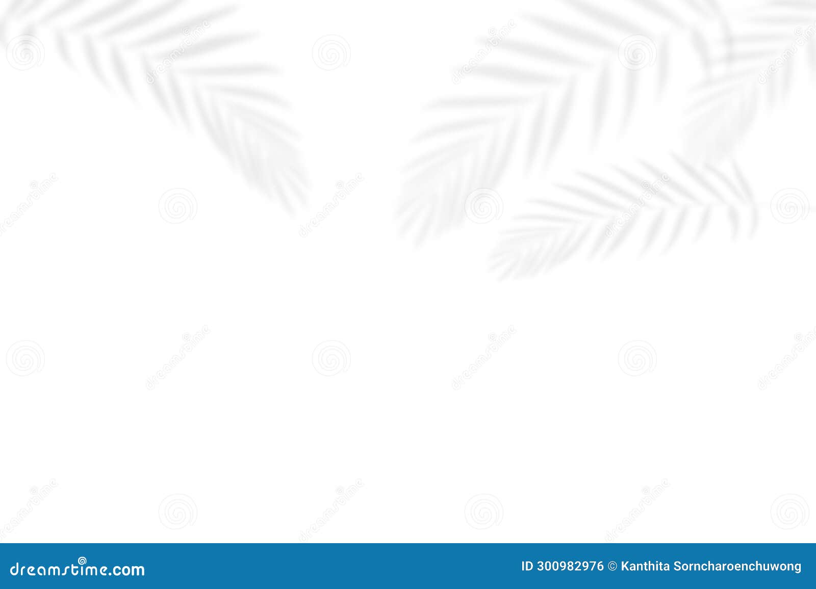 Shadow of Coconut Leaf on White Wall Background. for Creative Design ...