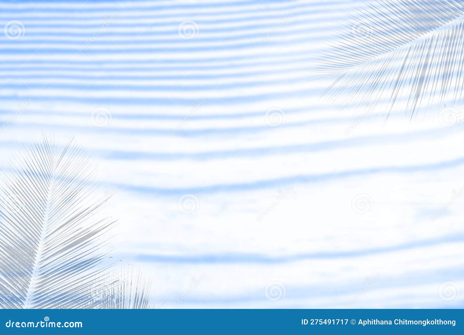 Shadow of Coconut Leaves on Wood Texture Isolate on Blue Background ...