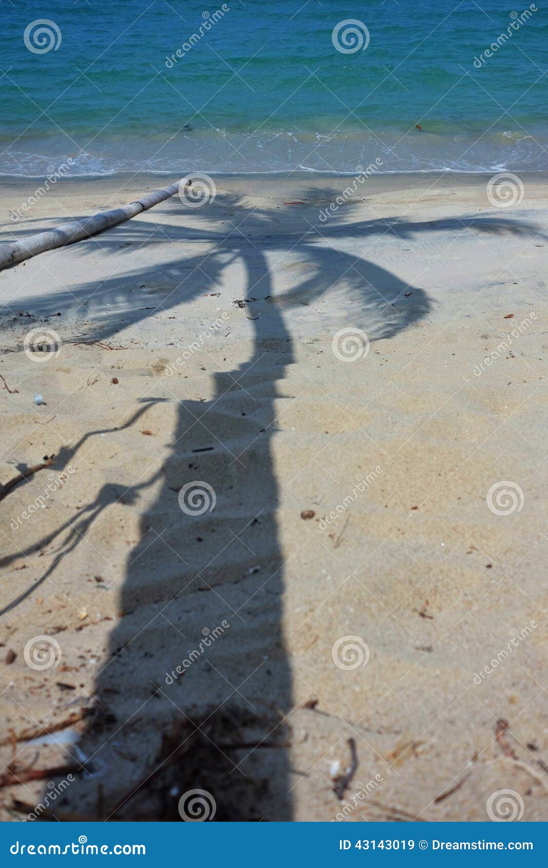 Shadow of coconut tree stock image. Image of coconut - 43143019