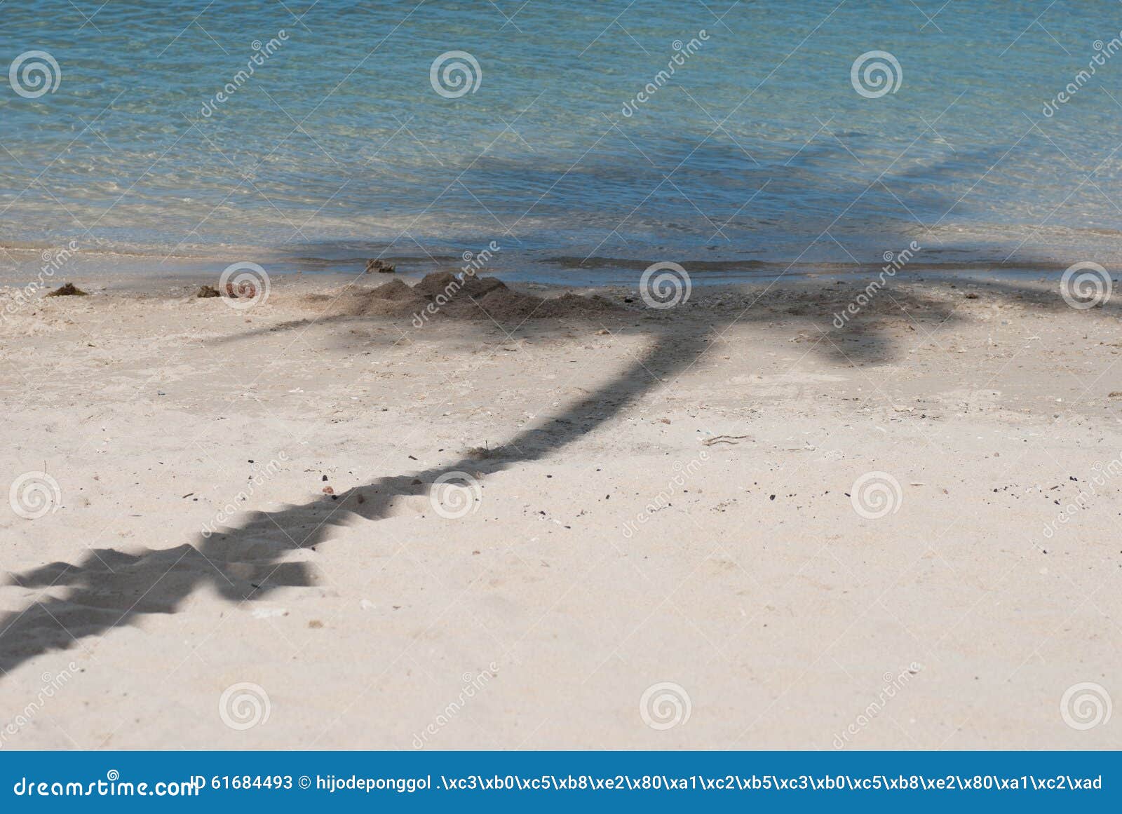 Shadow of Coconut Tree at the Beach Stock Image - Image of caribbean ...