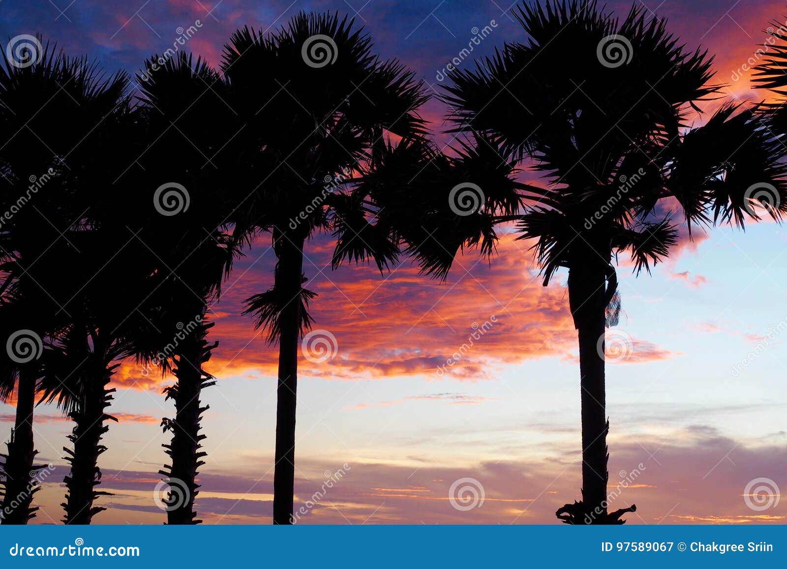 Shadow coconut tree stock image. Image of beach, shadow - 97589067