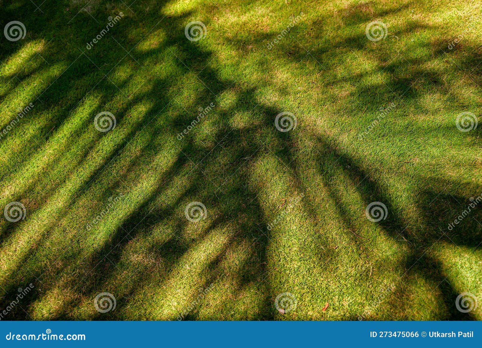 Shadow of the Coconut Tree Leaves on the Lawn Grass during Afternoon ...