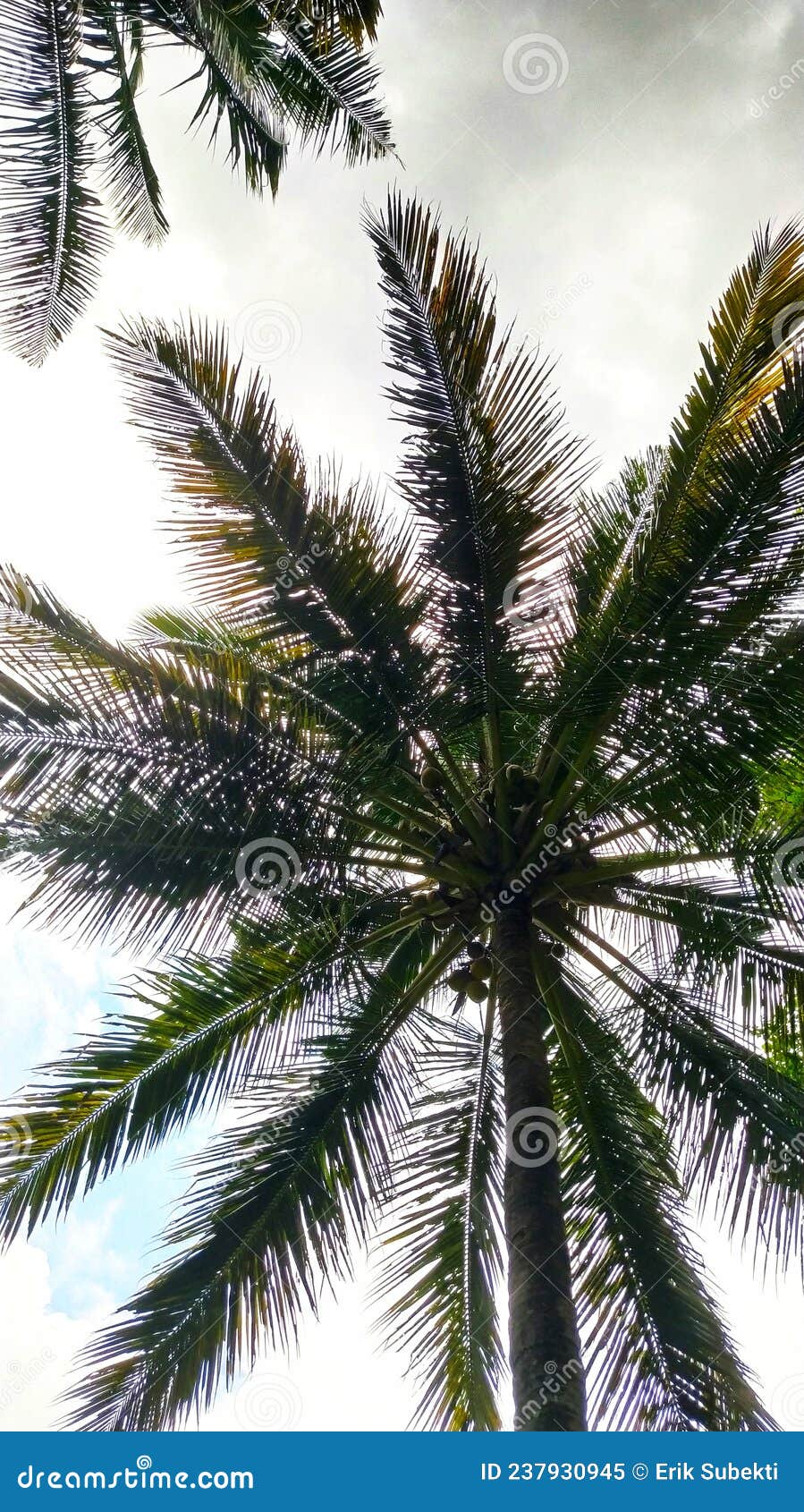 The Shadow of the Coconut Tree Makes a Beautiful Silhouette Stock Image ...