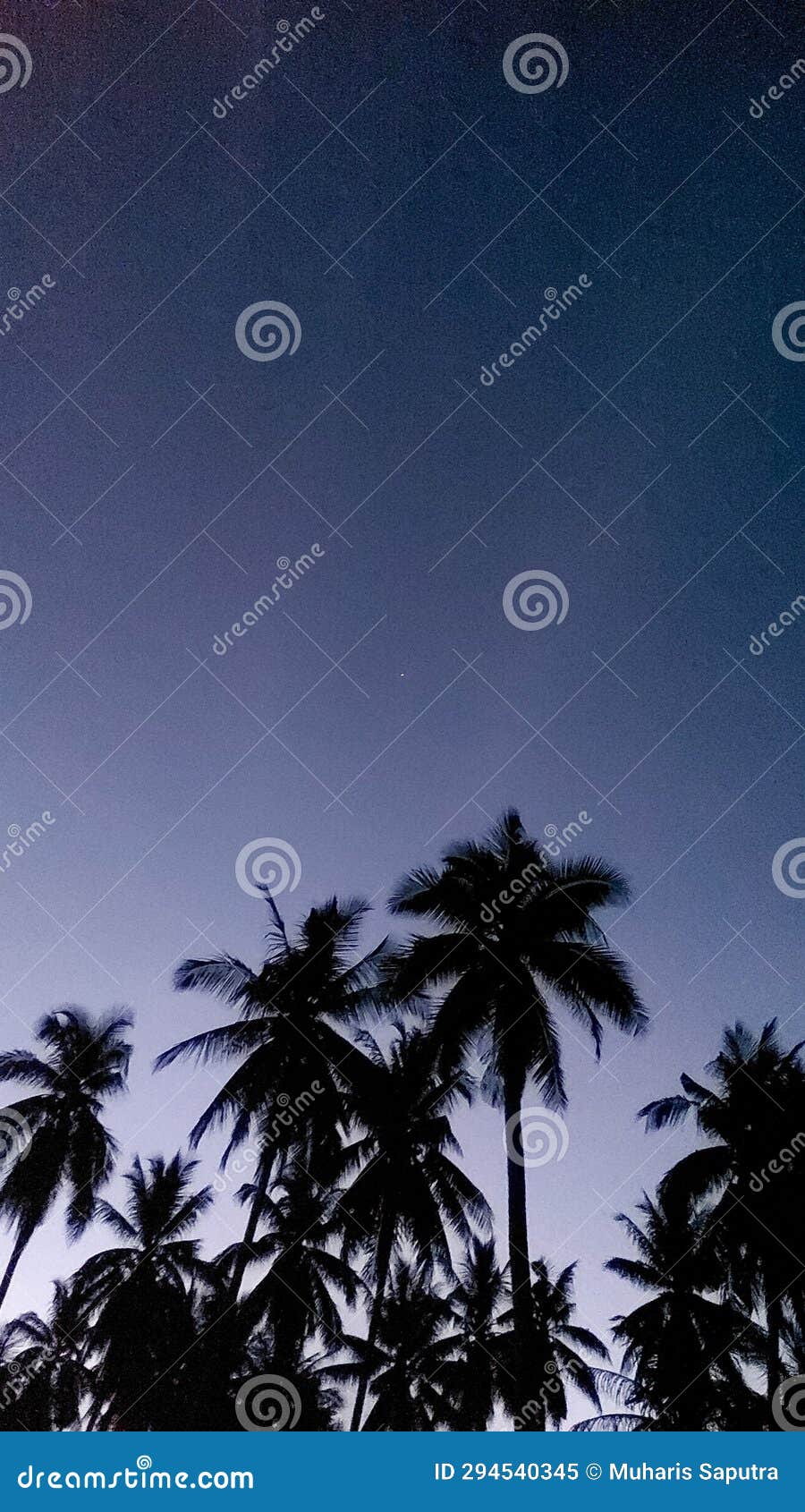 The Shadow of a Coconut Tree at Nightfall Stock Image - Image of black ...