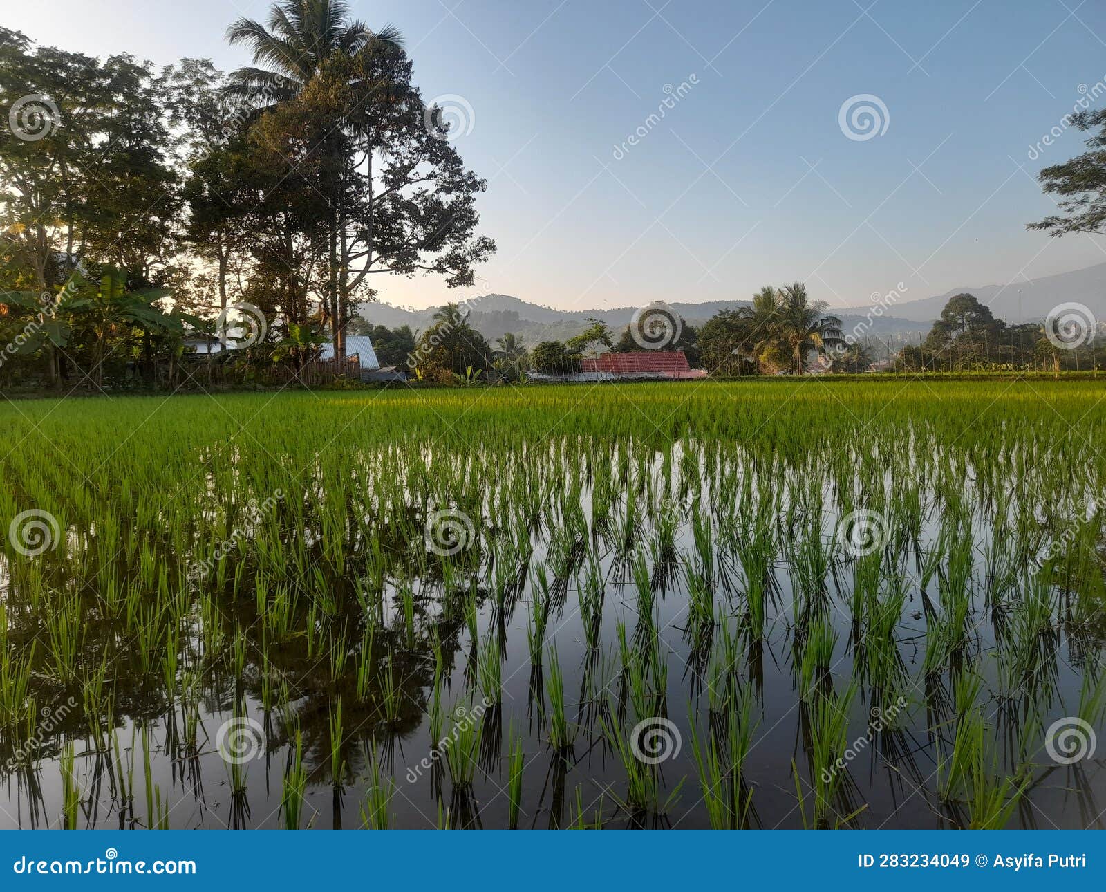 Shadow of Coconut Tree on Rice Field Stock Image - Image of field, rice ...