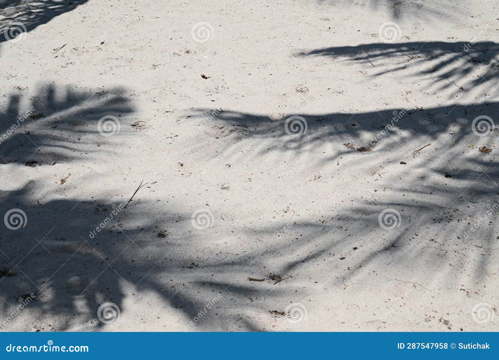 Shadow of Coconut Tree on Sand Floor Stock Photo - Image of botanic, light: 287547958