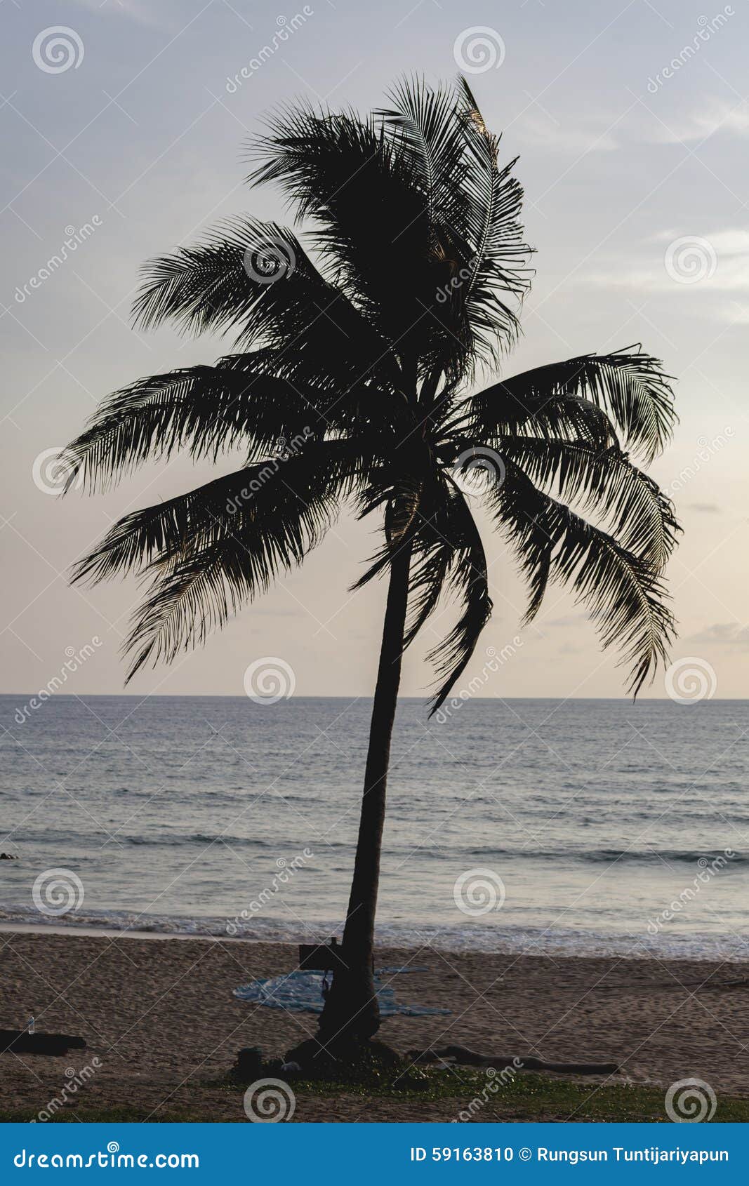 Shadow coconut tree stock photo. Image of plant, leaf - 59163810