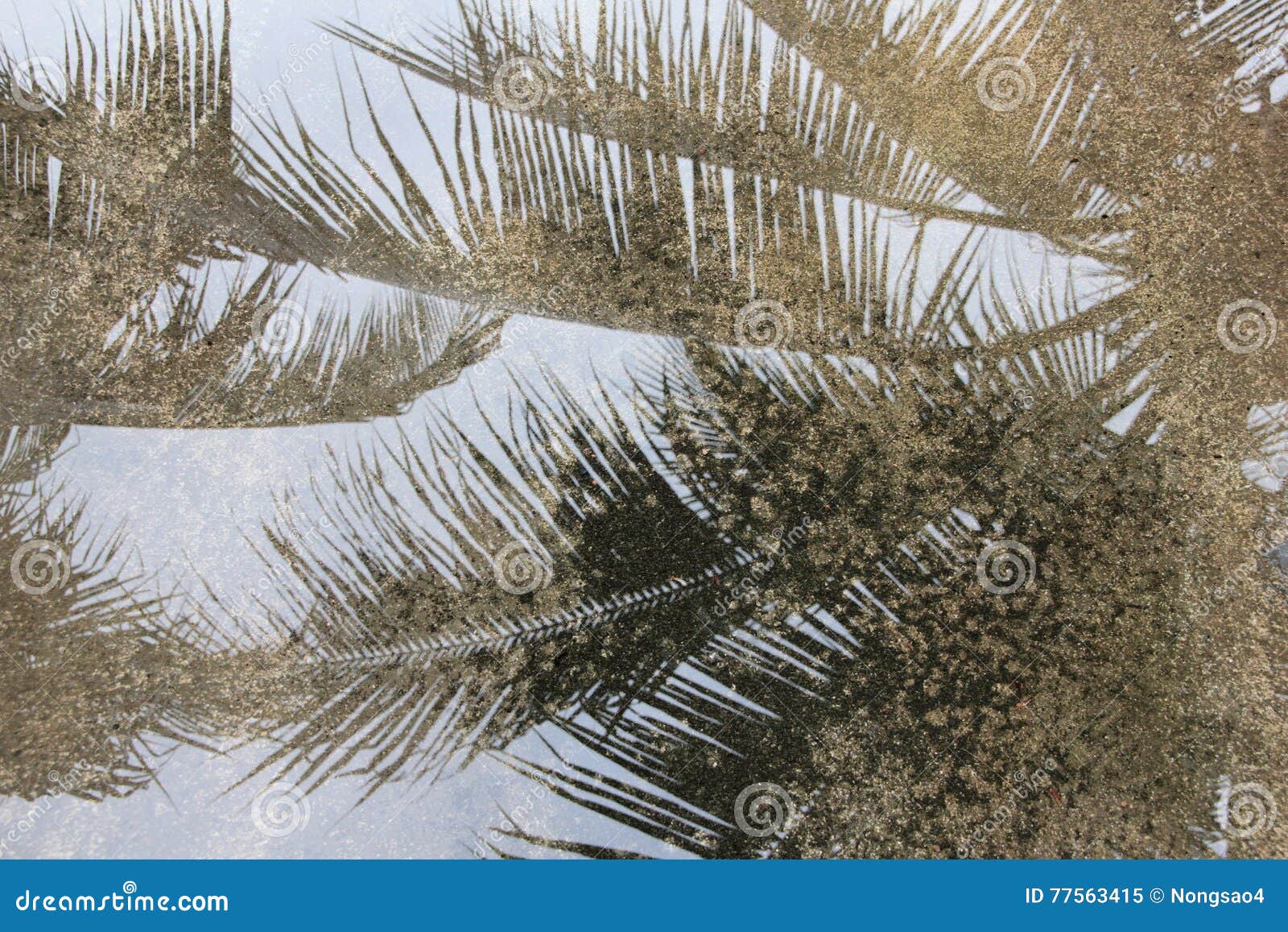 Shadow of Coconut Tree in Water Stock Image - Image of home, shadow ...