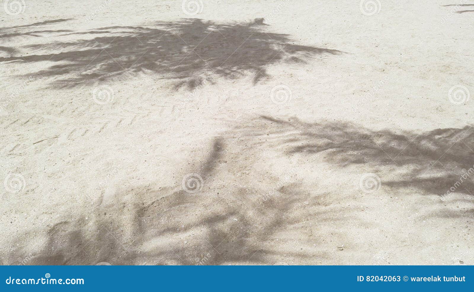Shadow of Coconut Trees on the Beach Stock Image - Image of background ...
