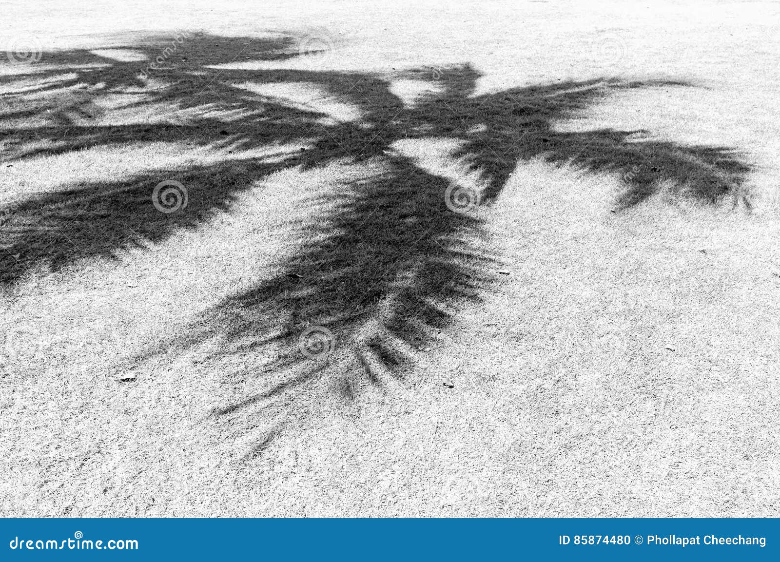 The Shadow of the Coconut Trees on the Lawn. Black and White Color ...