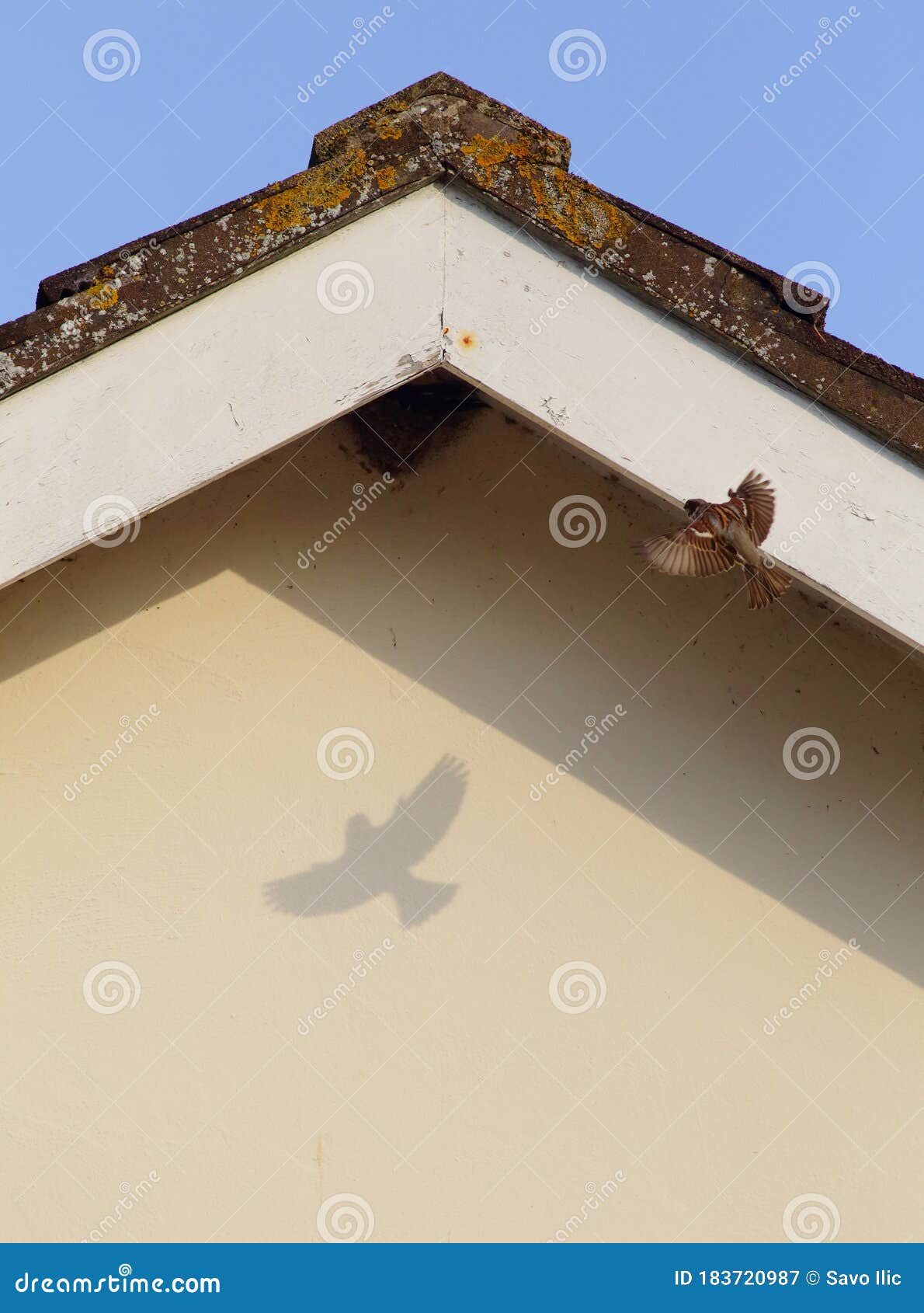Shadow of Common Sparrow in Flight Stock Image - Image of shadow ...