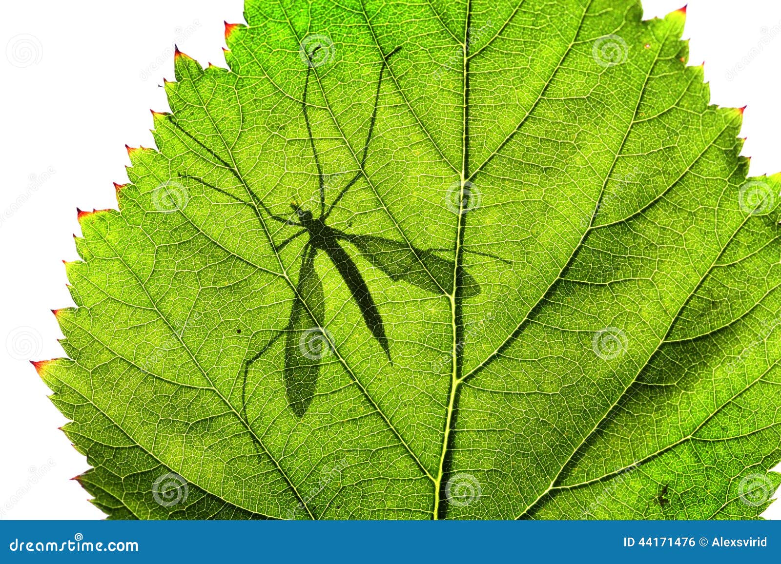 Shadow of Cranefly or Daddy-long-legs Stock Photo - Image of cranefly ...