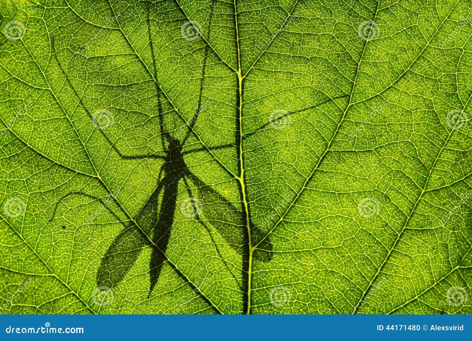 Shadow of Cranefly or Daddy-long-legs Stock Photo - Image of element ...