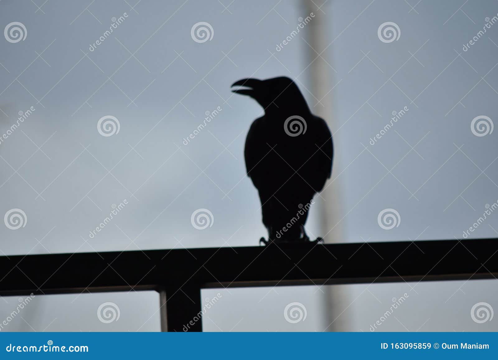 The Shadow of the Crow on Blured Background. Stock Image - Image of ...