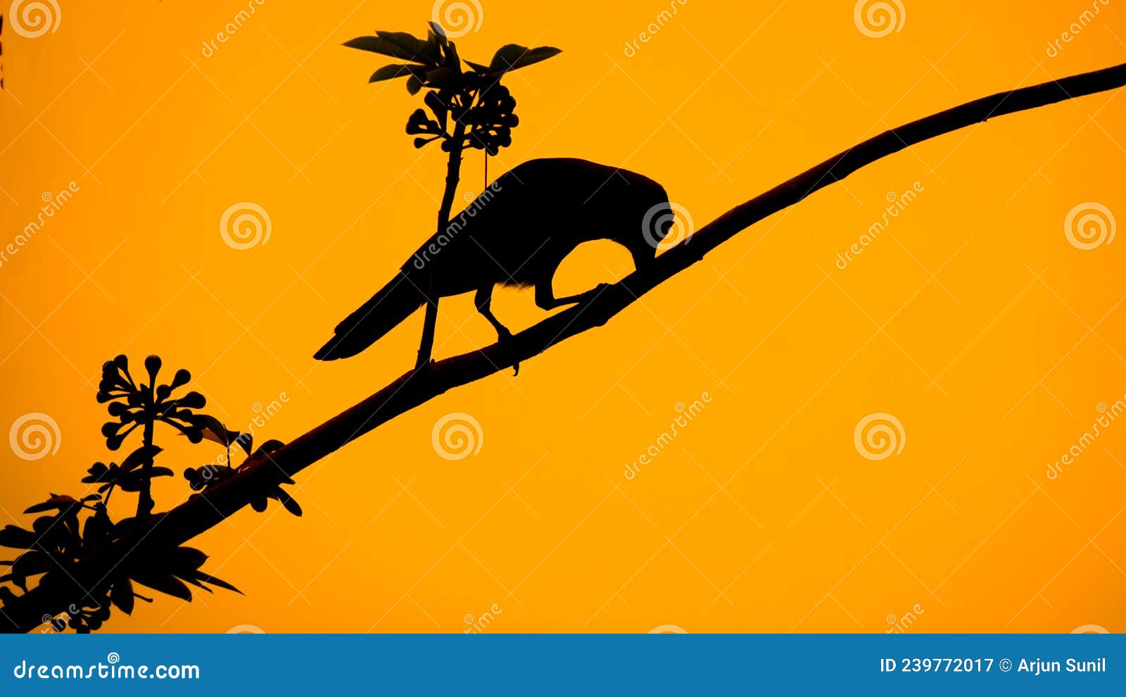 A Shadow of a Crow Sitting in a Tree Branch Stock Image - Image of ...