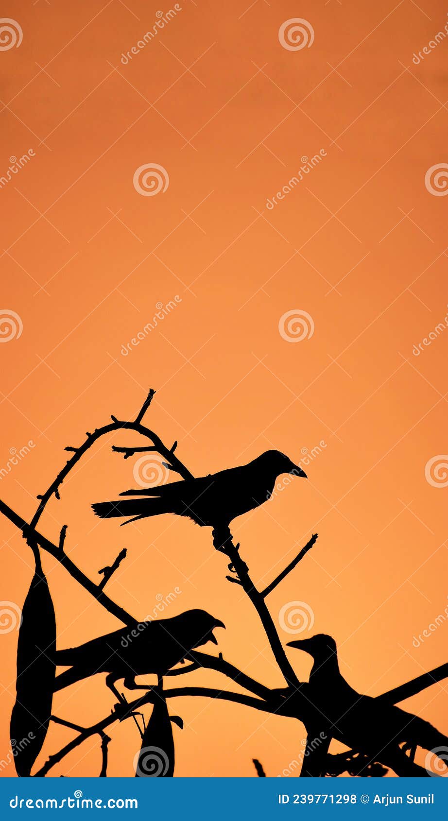 A Shadow of a Crows Sitting in a Tree Branch Stock Photo - Image of ...