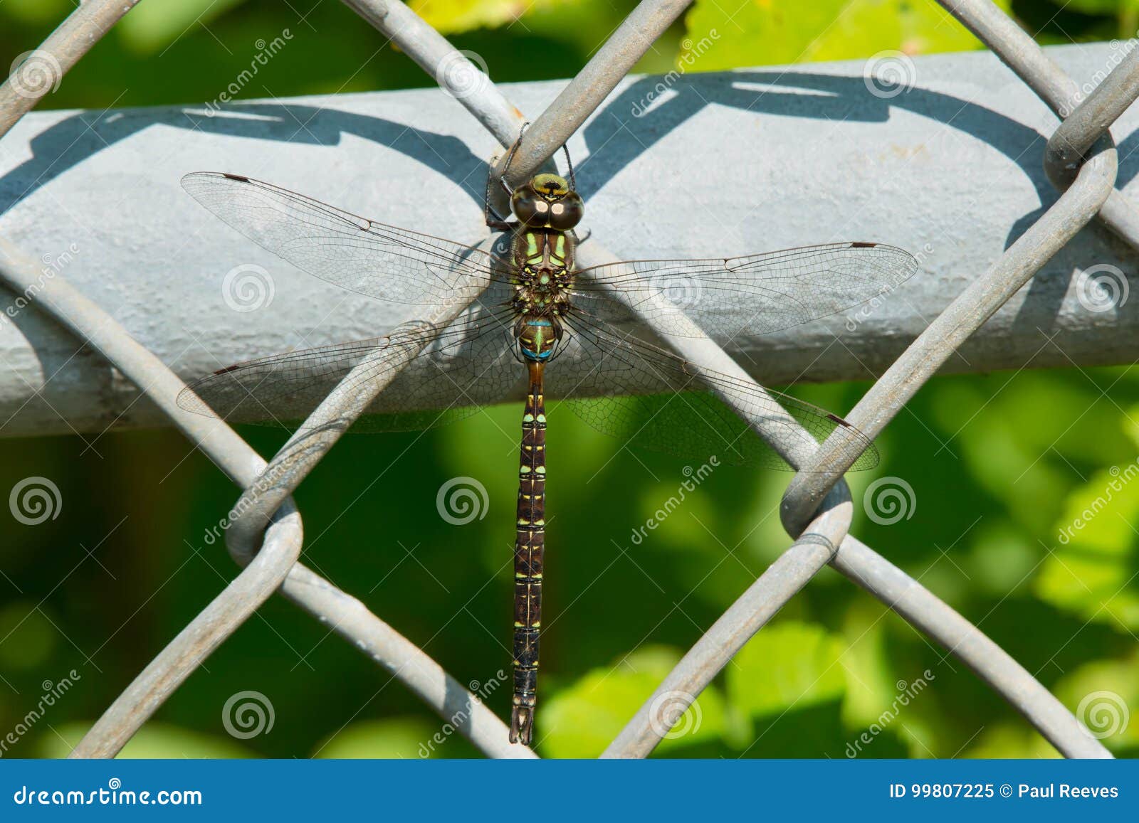 Shadow Darner Dragonfly - Aeshna Umbrosa Stock Image - Image of canada ...
