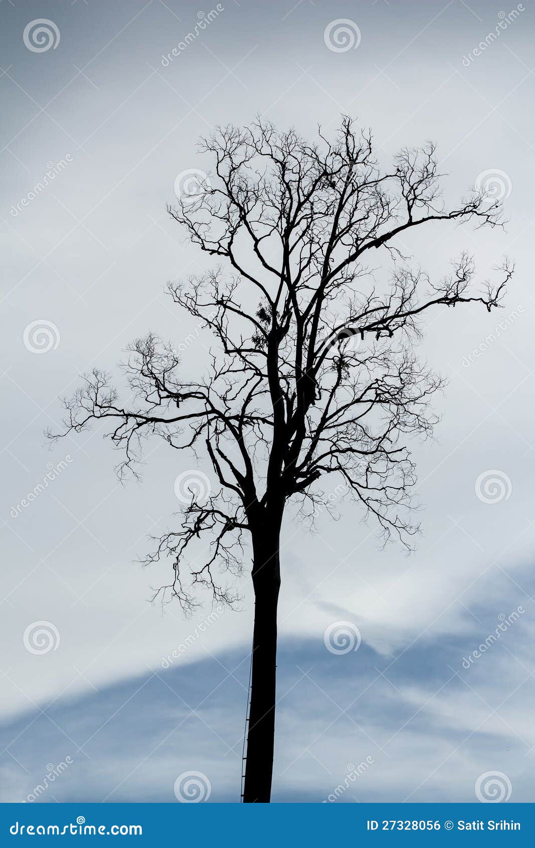 Shadow of dead tree stock photo. Image of branch, season - 27328056