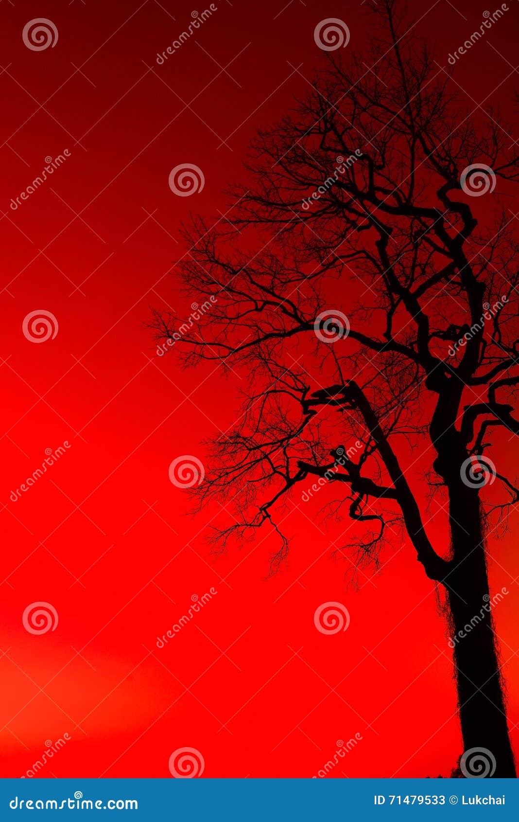 Shadow dead trees stock image. Image of isolated, season - 71479533
