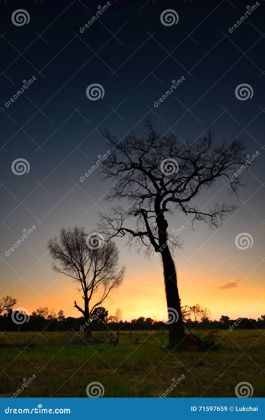 Shadow dead trees stock image. Image of blue, trunk, silhouette - 71597659