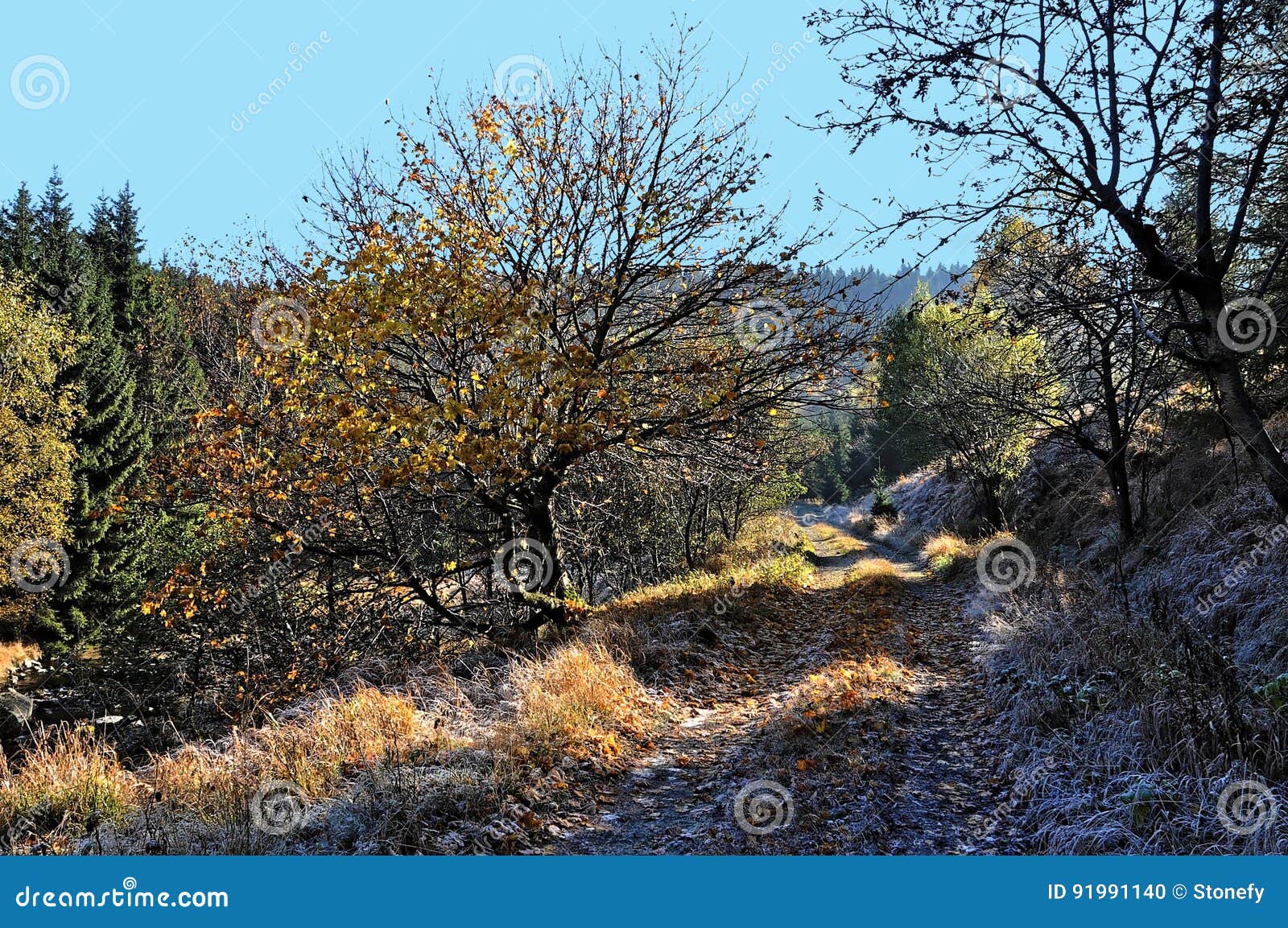 Shadow of Deciduous Trees on Dirt Road Stock Photo - Image of dirt ...