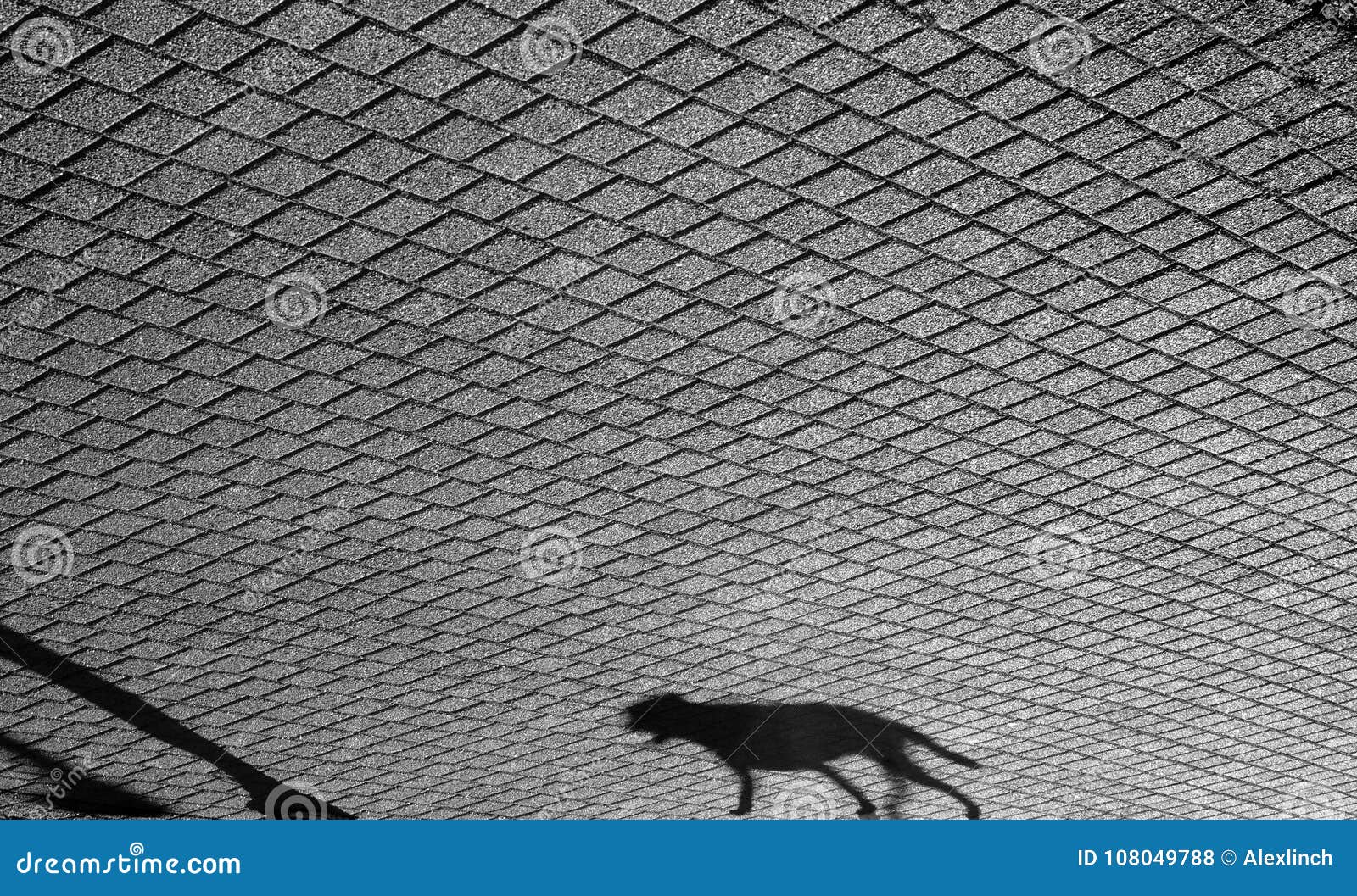 Shadow of a dog stock photo. Image of park, black, pavement - 108049788