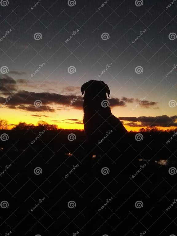 Shadow dog and sunset stock image. Image of black, sunset - 84587049