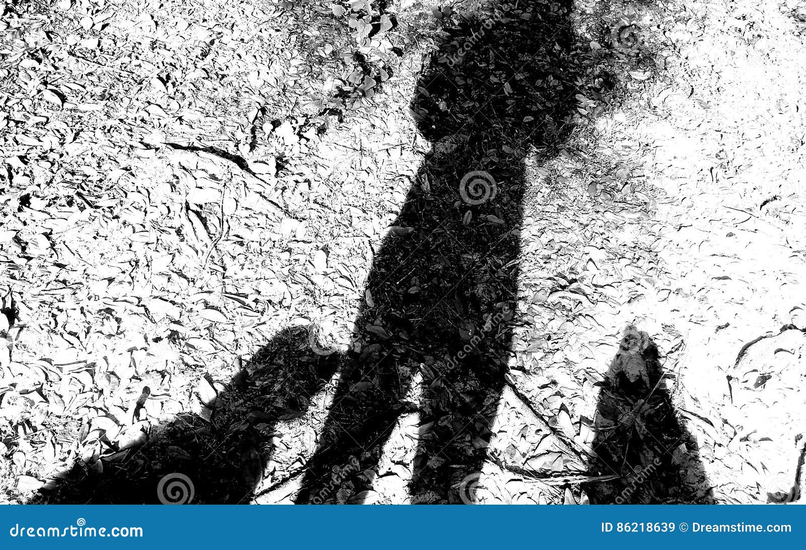 Shadow and dog stock image. Image of tree, monochrome - 86218639