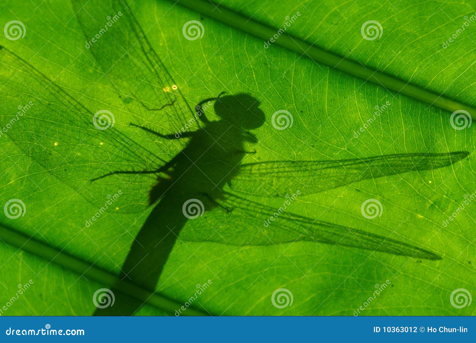 Shadow Dragonfly Stock Photos - Royalty Free Images