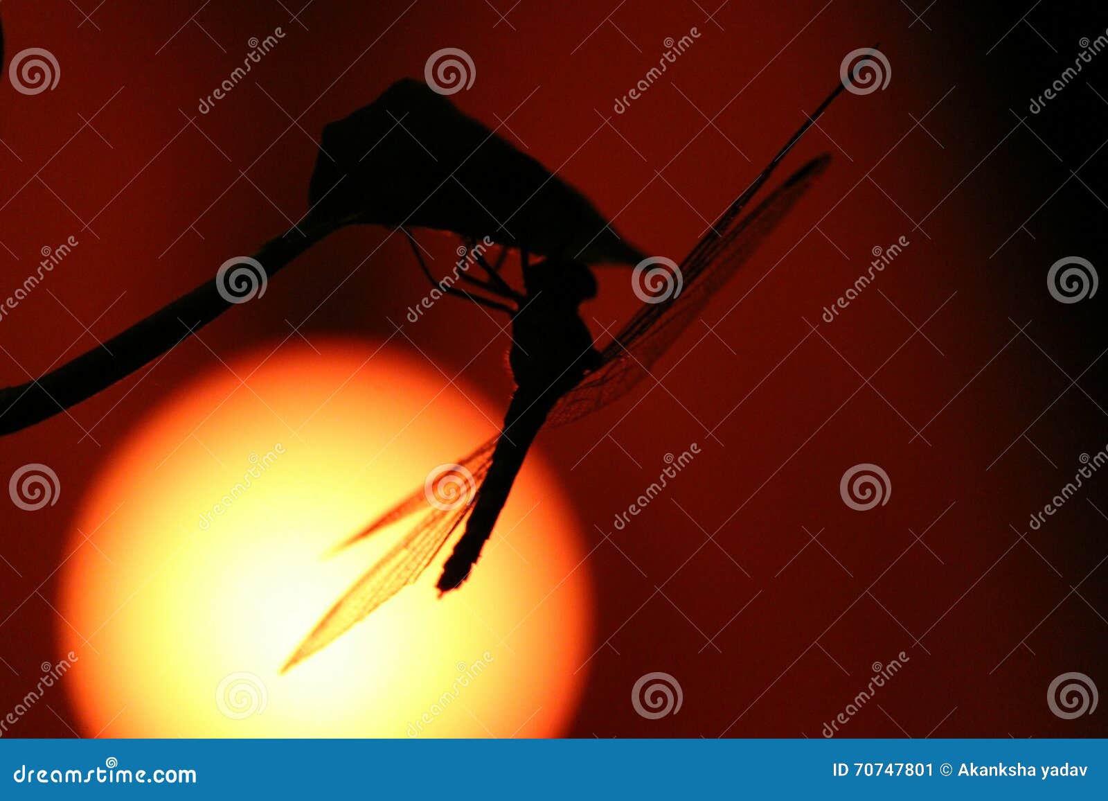 Shadow of Dragonfly. stock image. Image of dragonfly - 70747801