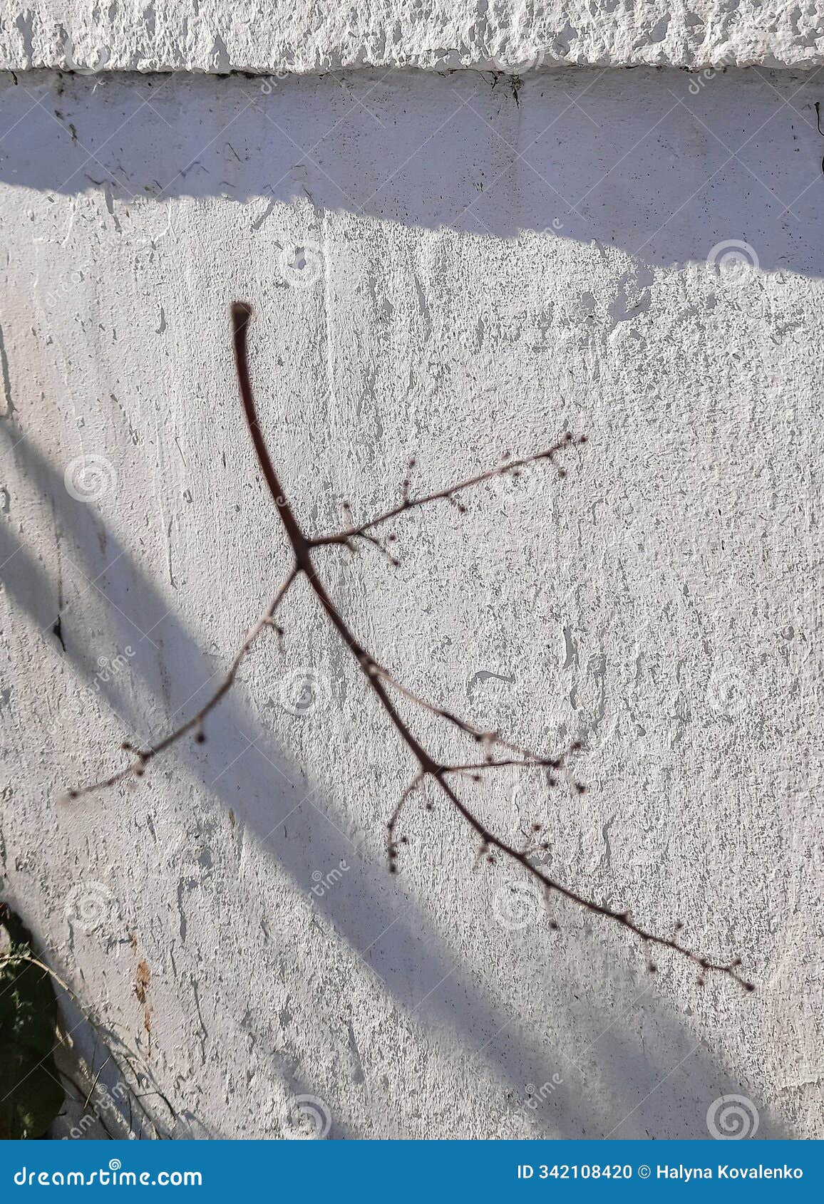 Shadow of a Dried Twig Hanging on a Web Stock Photo - Image of twig ...