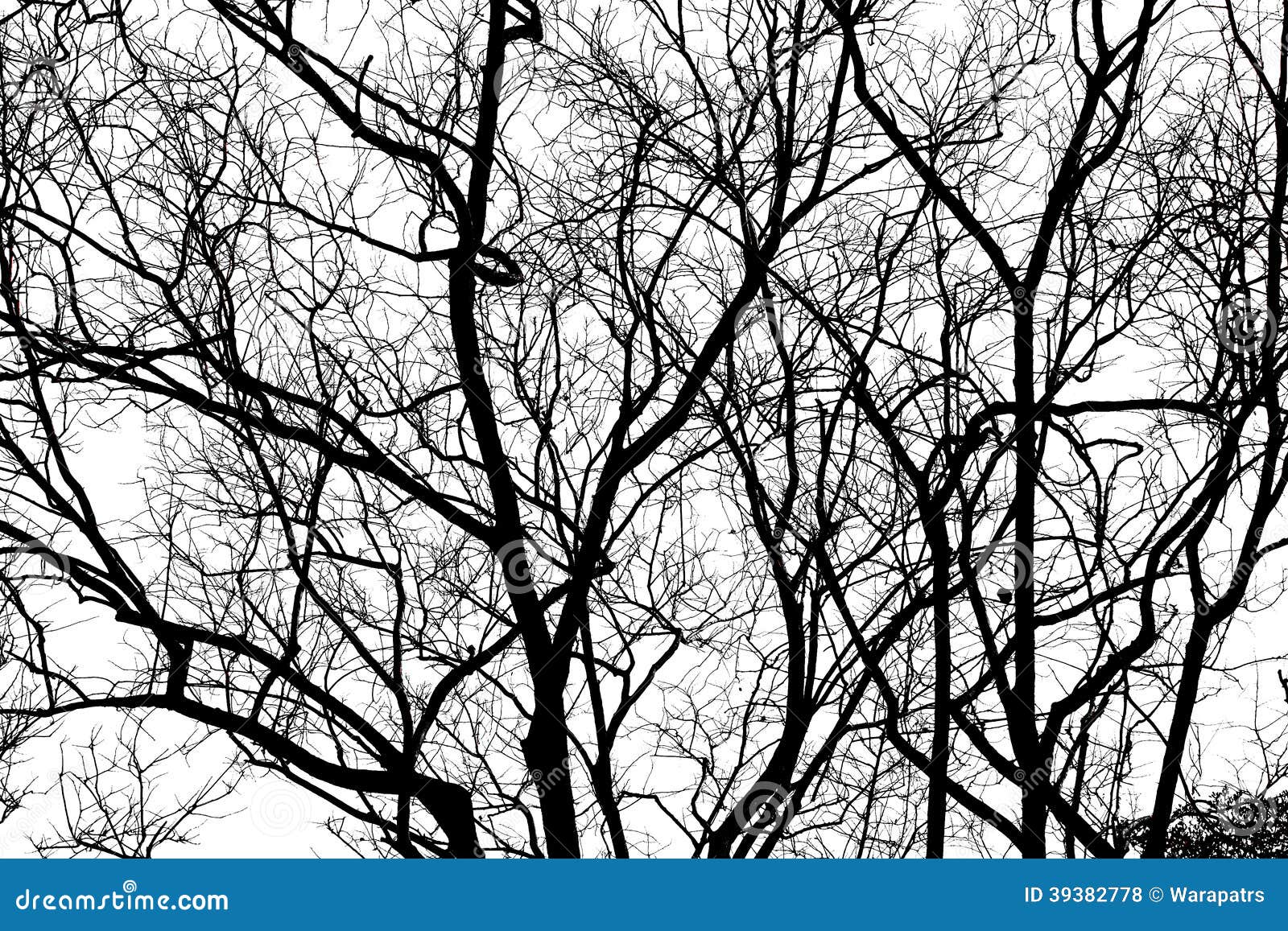 Shadow of Dry or Dead Tree Branch on White with Clipping Path Stock ...