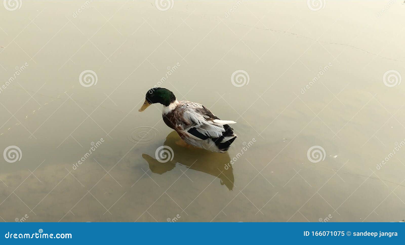 Shadow of duck in water stock image. Image of shadow - 166071075