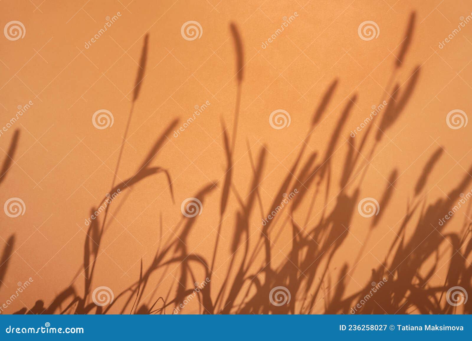 Shadow of Ears on Orange Background. Sunny Stock Image - Image of ...