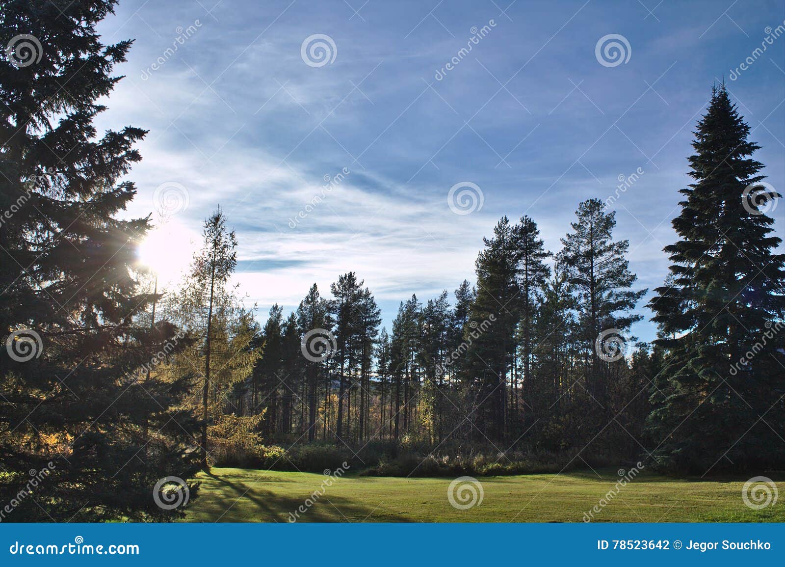 Shadow of an evergreen stock photo. Image of evergreen - 78523642