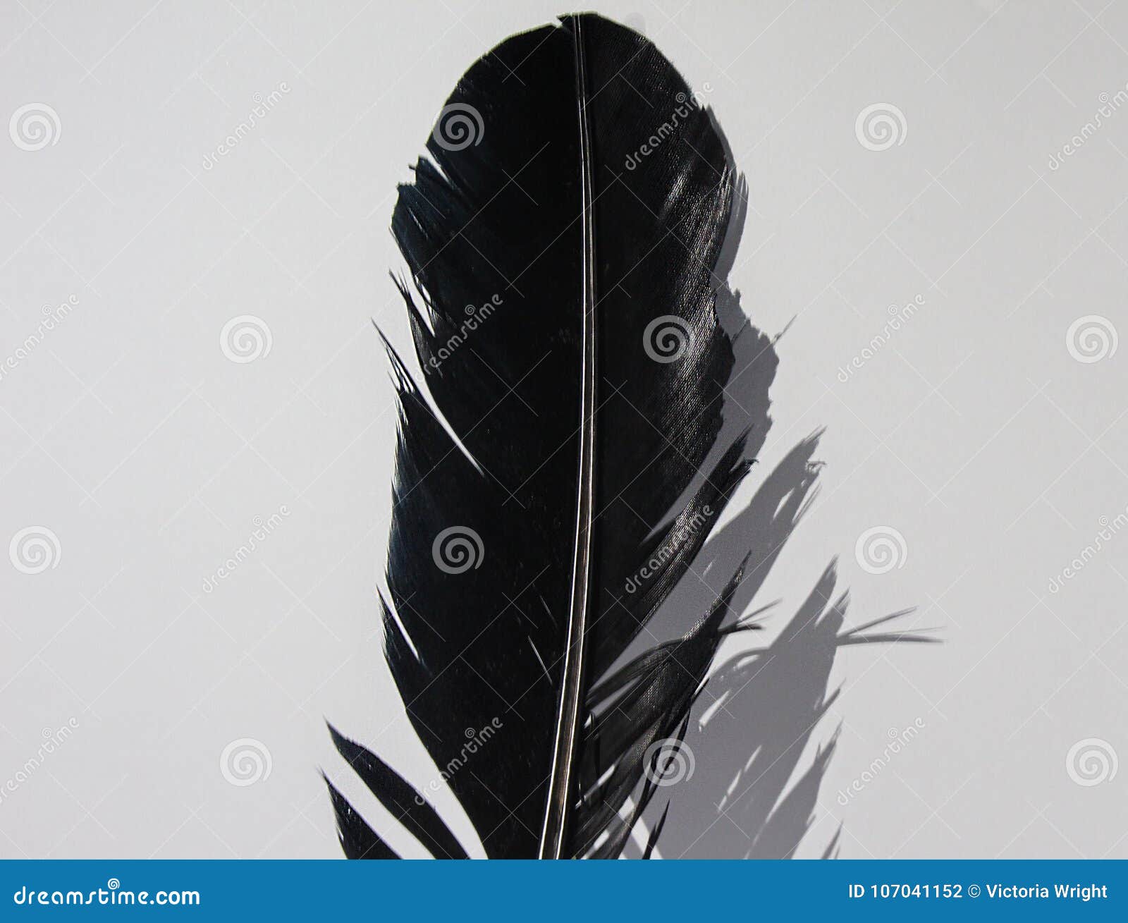 Shadow stock photo. Image of surreal, feather, shadow - 107041152