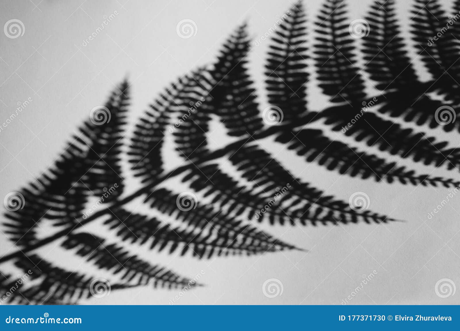 Shadow of Fern Leaf on White Background Stock Photo - Image of color ...