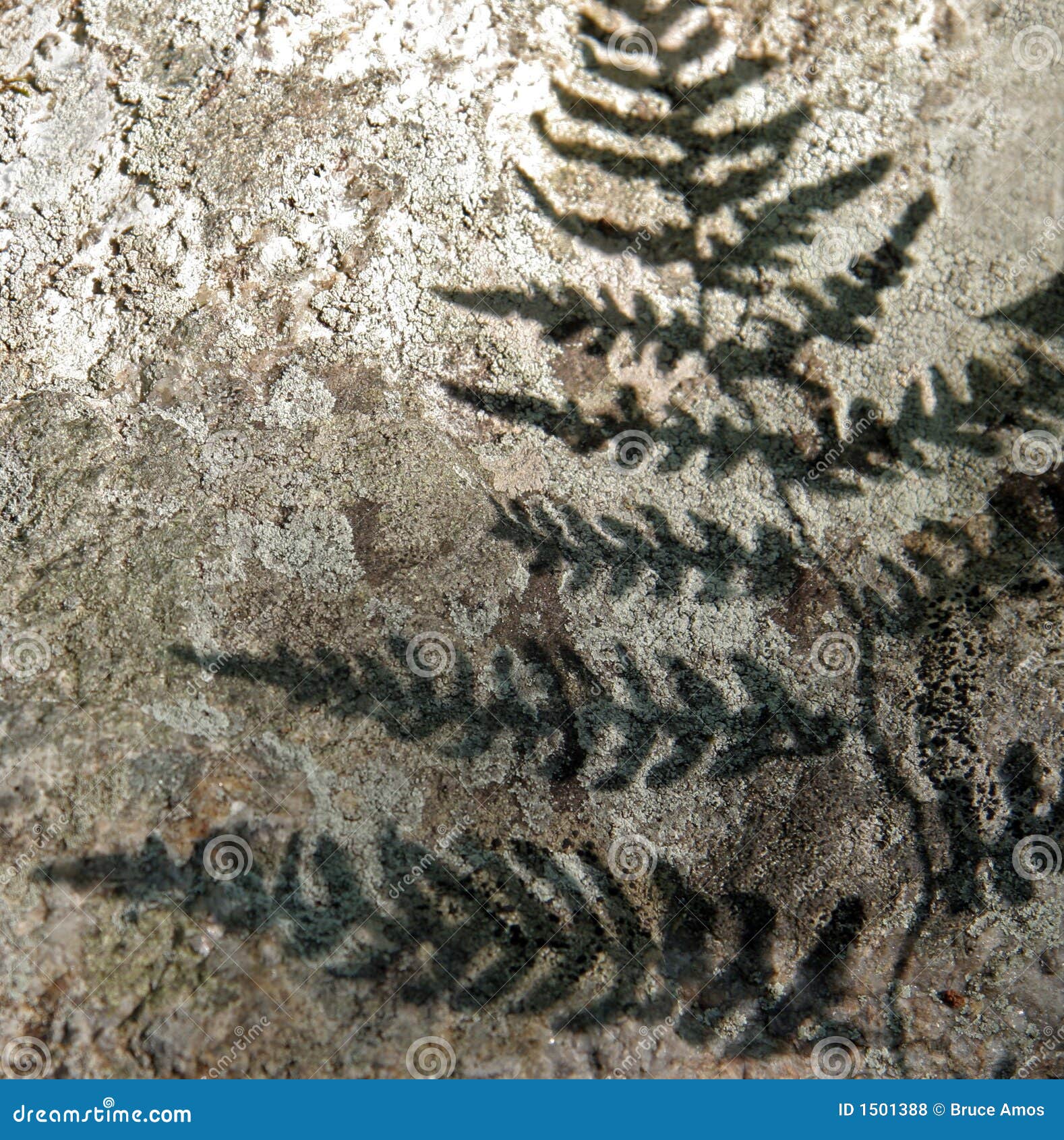 Shadow of a fern on a rock stock photo. Image of chlorophyll - 1501388
