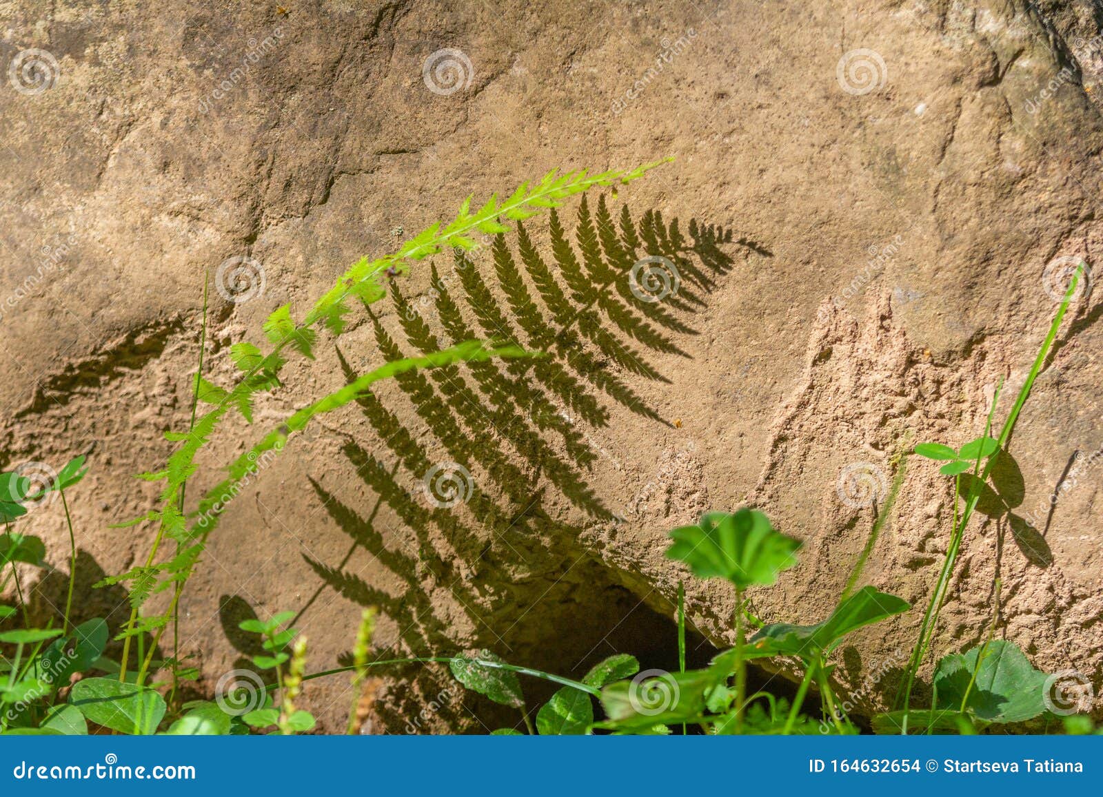 The Shadow of a Fern on a Stone Stock Photo - Image of reflection ...