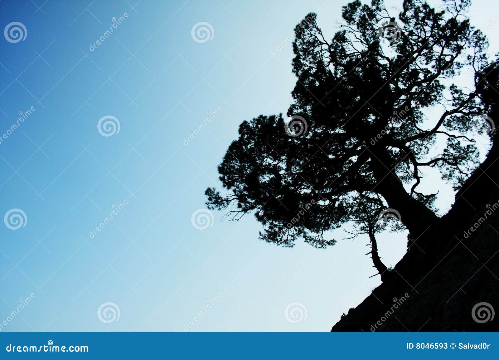 Shadow-figure of a tree stock image. Image of picturesque - 8046593