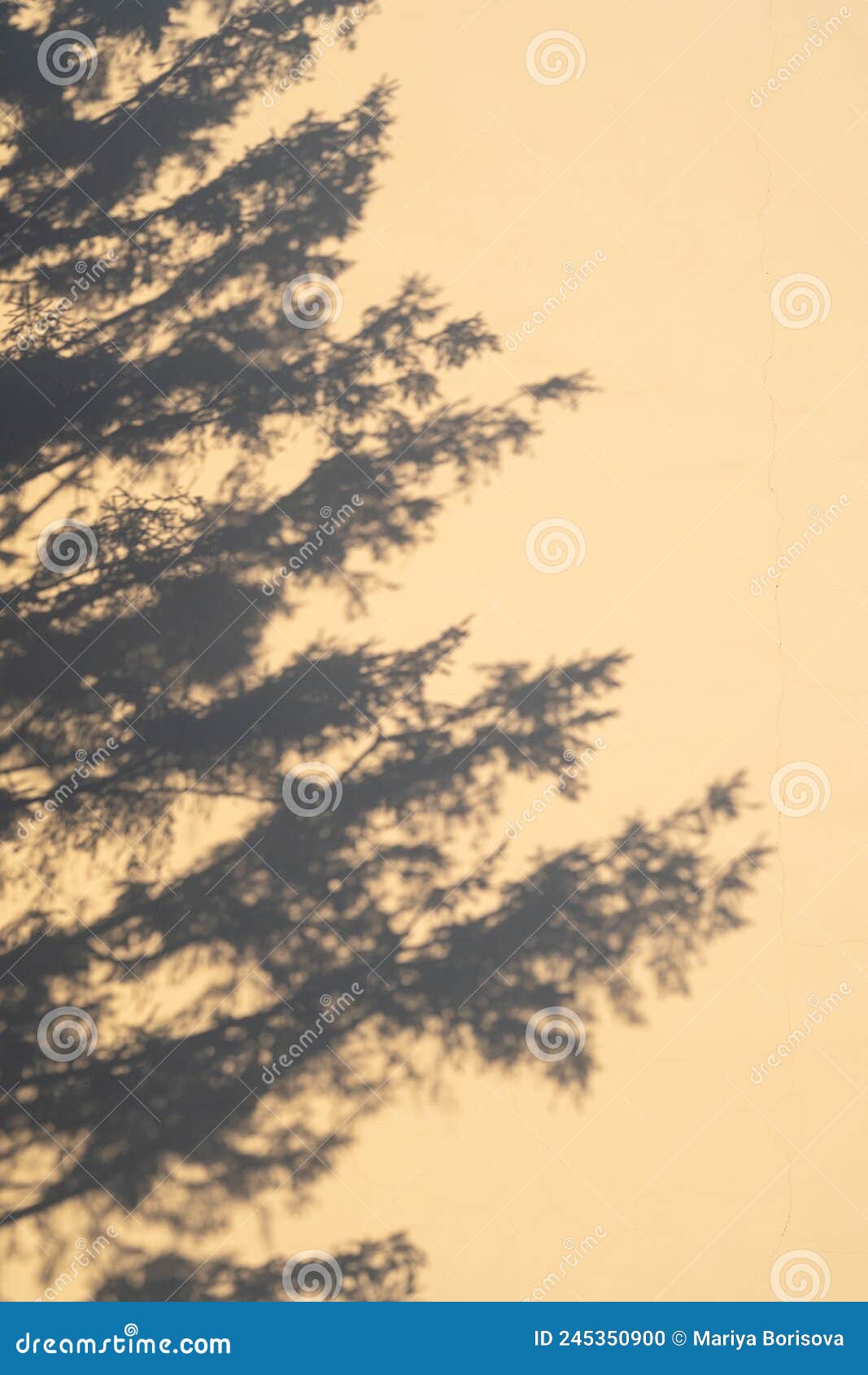 The Shadow of a Fir Tree on the Wall in the Light of the Setting Sun ...