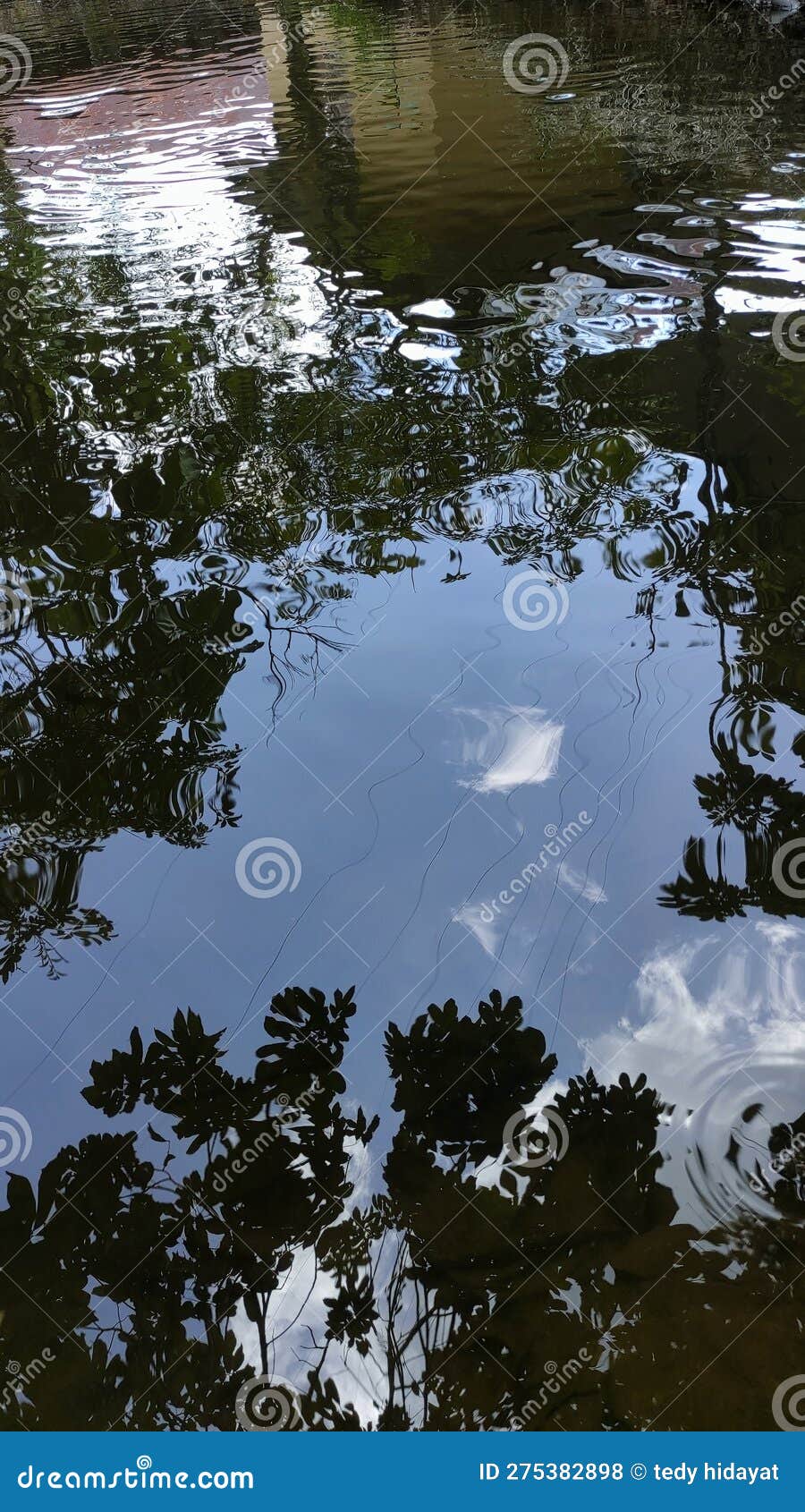 Shadow in the fish pond stock photo. Image of water - 275382898