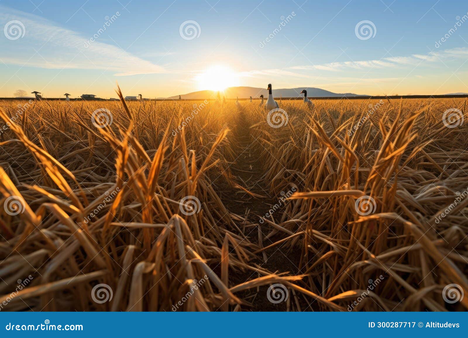 Shadow of a Flock of Geese on a Sunlit Wheat Field Stock Image - Image ...