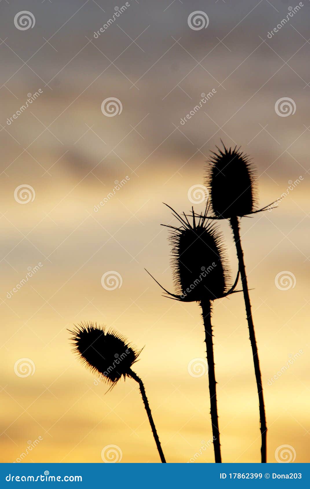 Shadow Flower stock image. Image of thistle, field, nature - 17862399