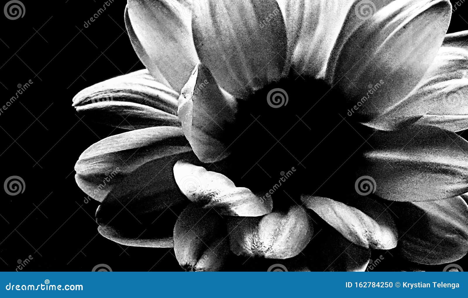 Flower Bw Stock Illustrations – 584 Flower Bw Stock Illustrations ...