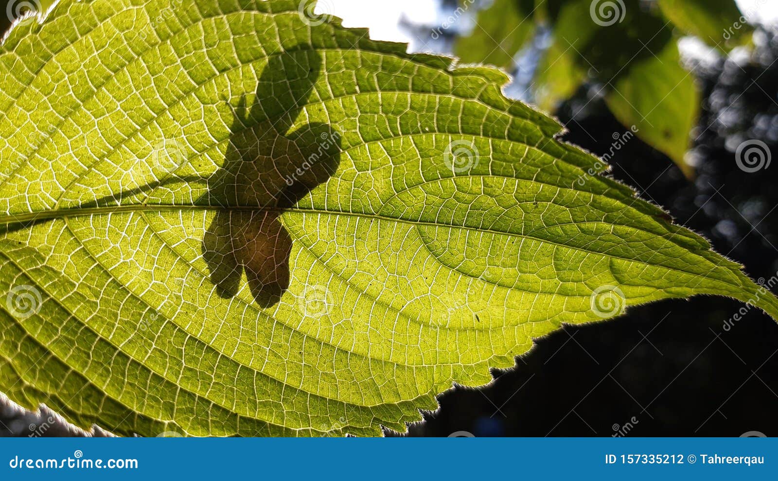 Shadow of a Flower on a Leaf Stock Photo - Image of ecosystem, greenery ...