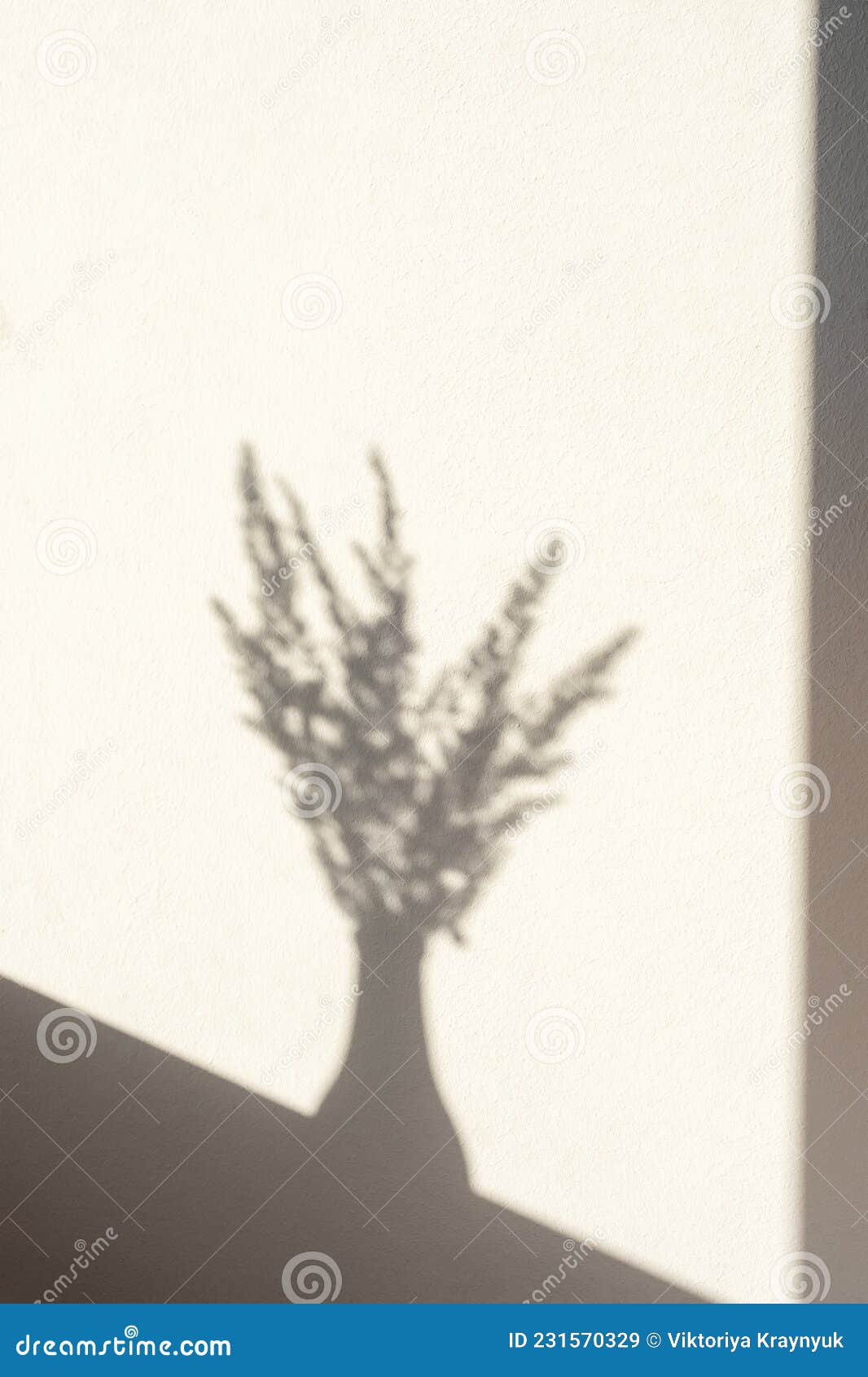 Shadow of Flowers in Vase on White Wall Stock Image - Image of flower ...