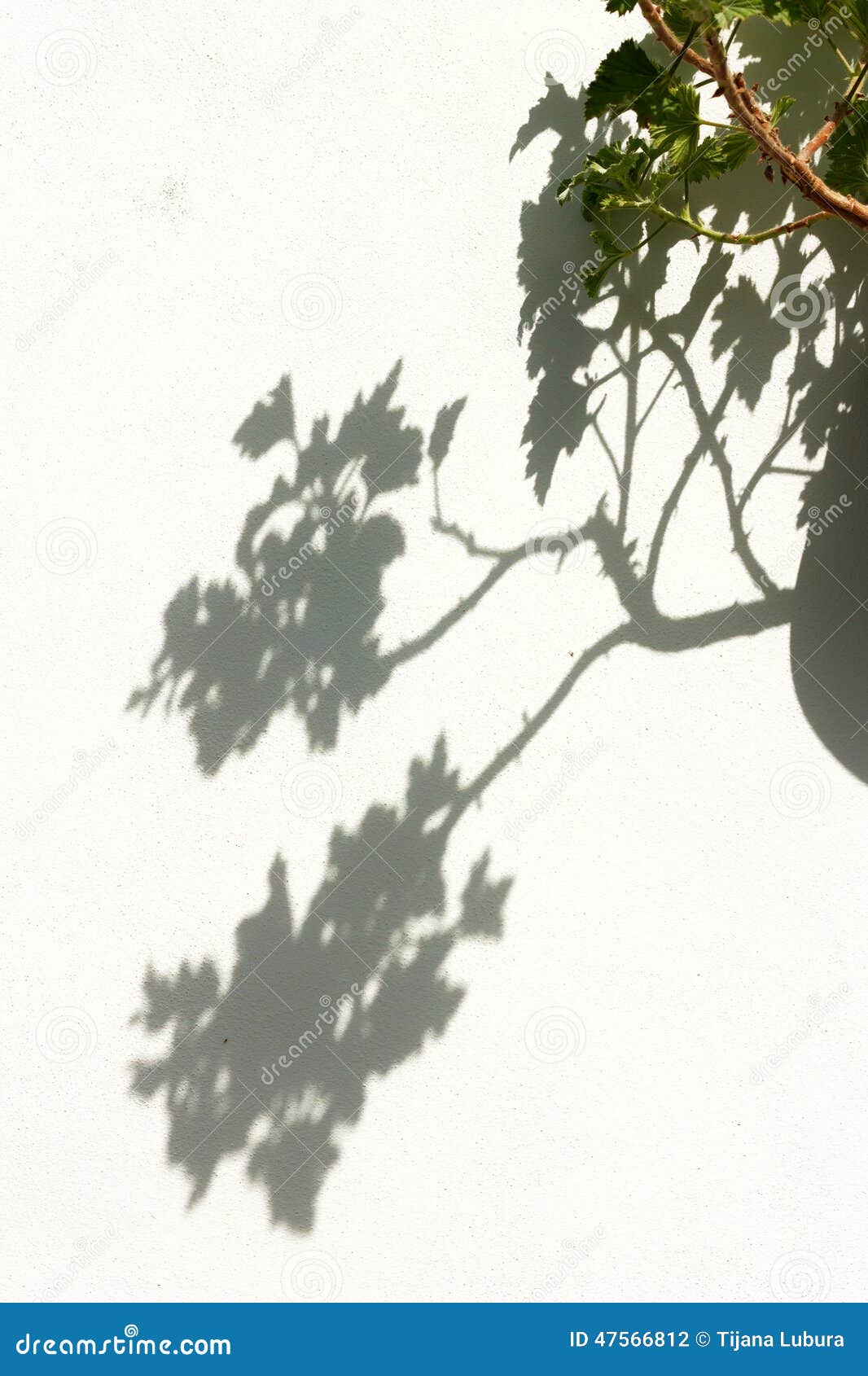 Shadow of flowers stock photo. Image of nice, detail - 47566812